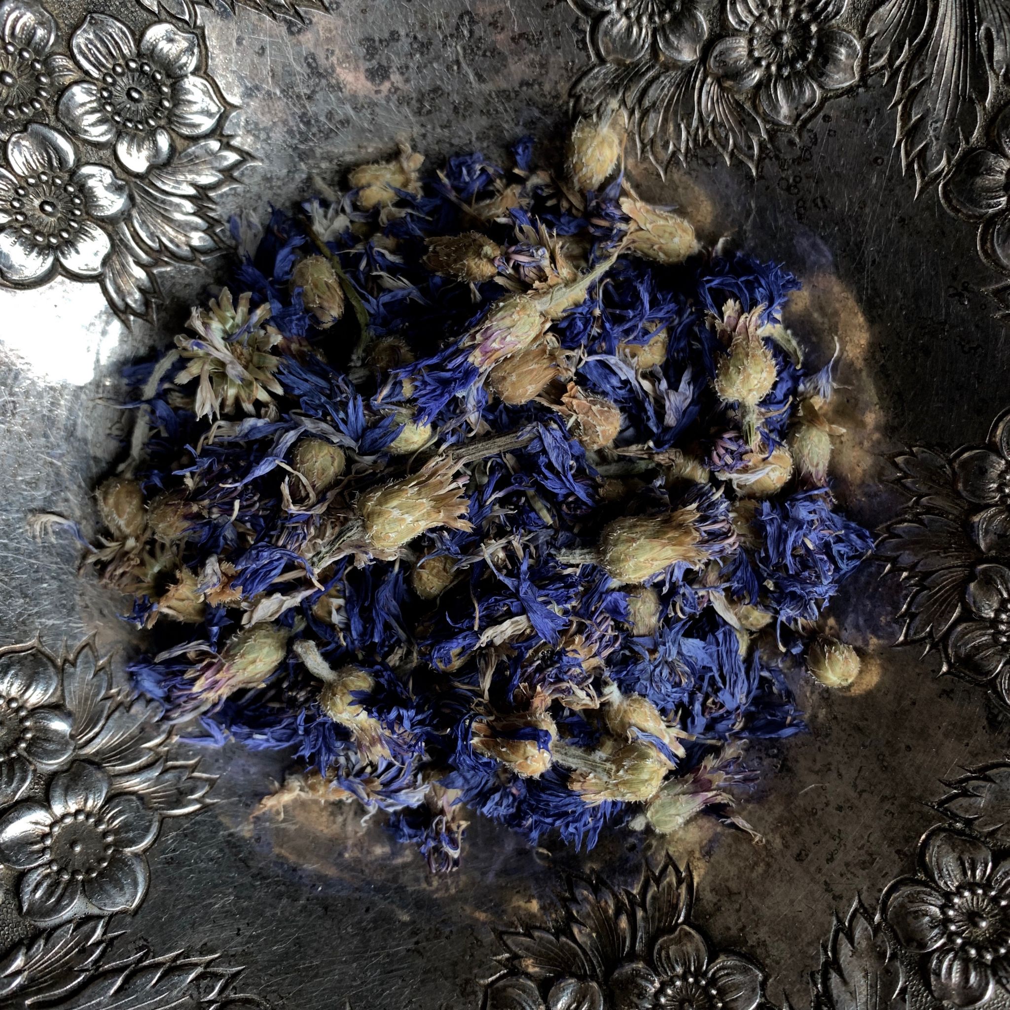 Bachelor's Button. Cyani Flower. - RitualCravt | Metaphysical & Witchy